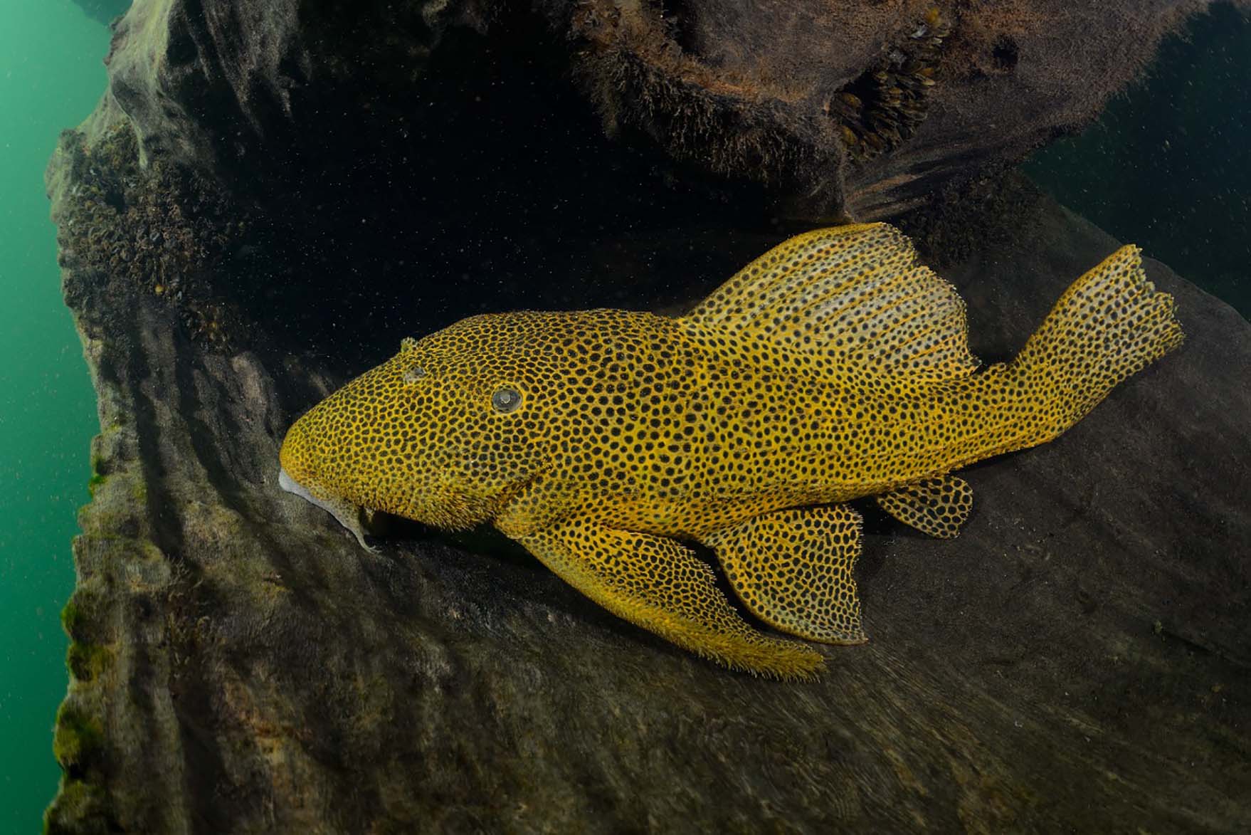 Porto Rico | VIAJE PARANÁ