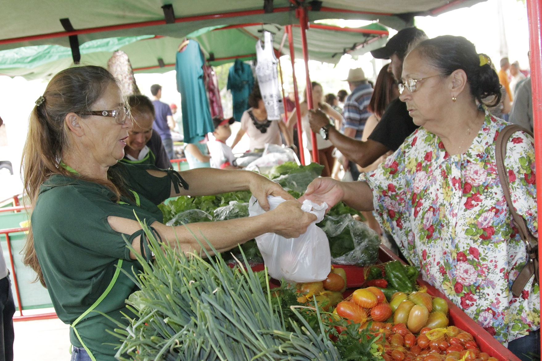 Terra Roxa | VIAJE PARANÁ